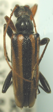 Longhorned Beetle - Cortodera longicornis - BugGuide.Net